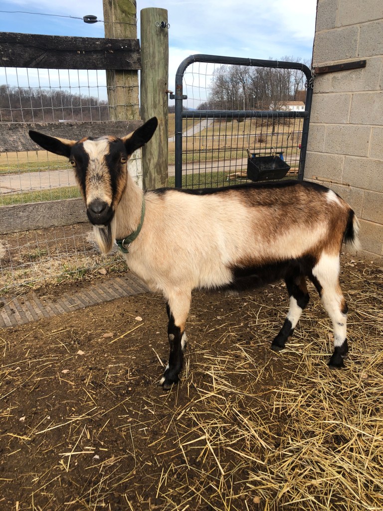 Alpine Does - Double L&S Farm